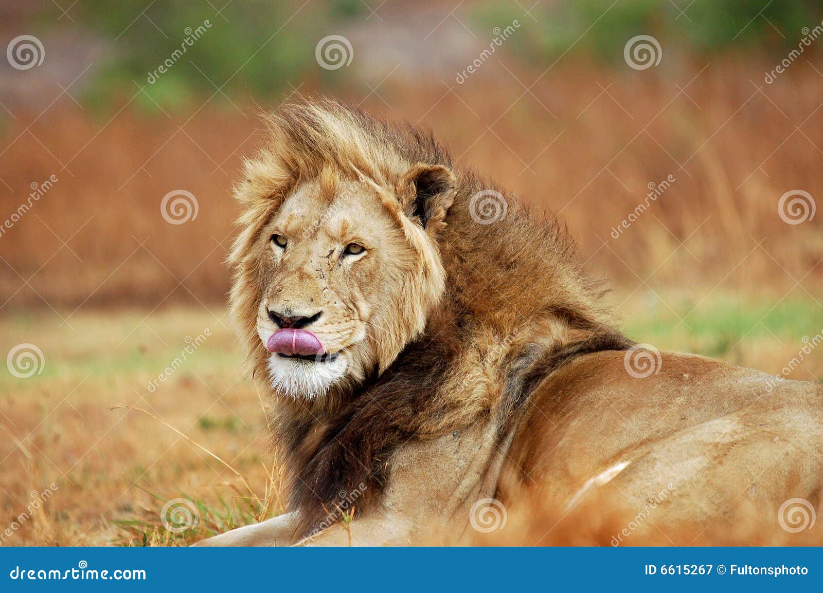 Lion licking lips stock image. Image of wildlife, african - 6615267
