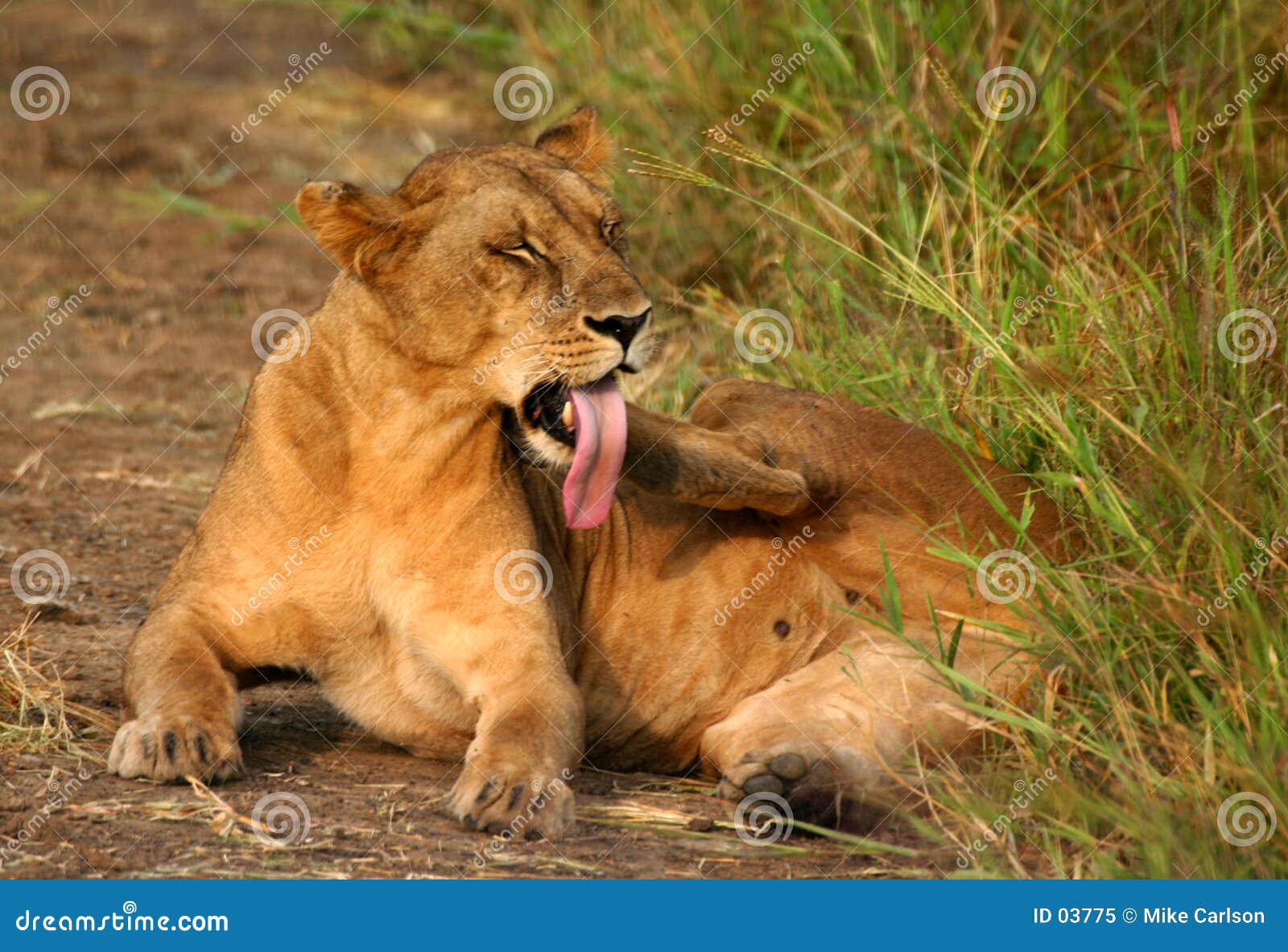 Lion Licking or Scratching stock image. Image of lion, laugh - 3775