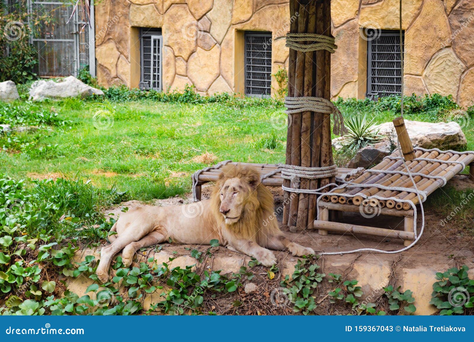 The Lion Lies on a Large Stone in the Zoo Under a Canopy Stock Image ...