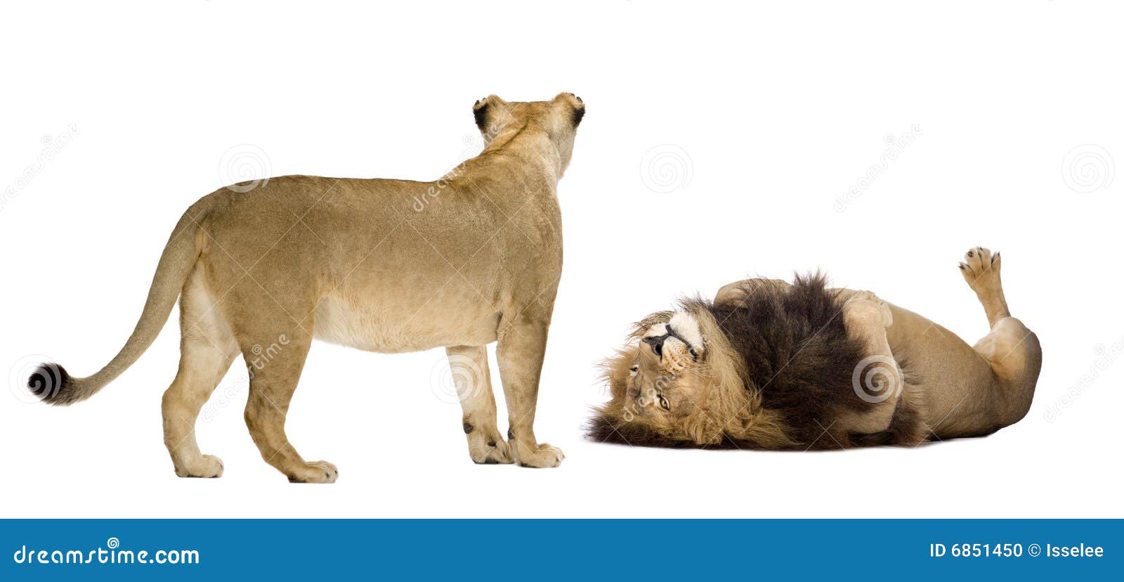 119 Lioness Rear Stock Photos - Free & Royalty-Free Stock Photos from ...