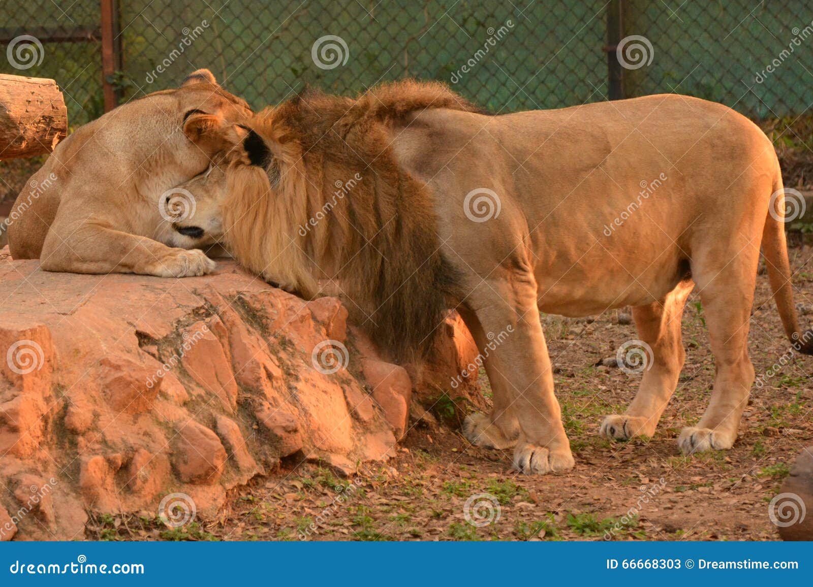 Lion and Lioness stock image. Image of forest, caring - 66668303