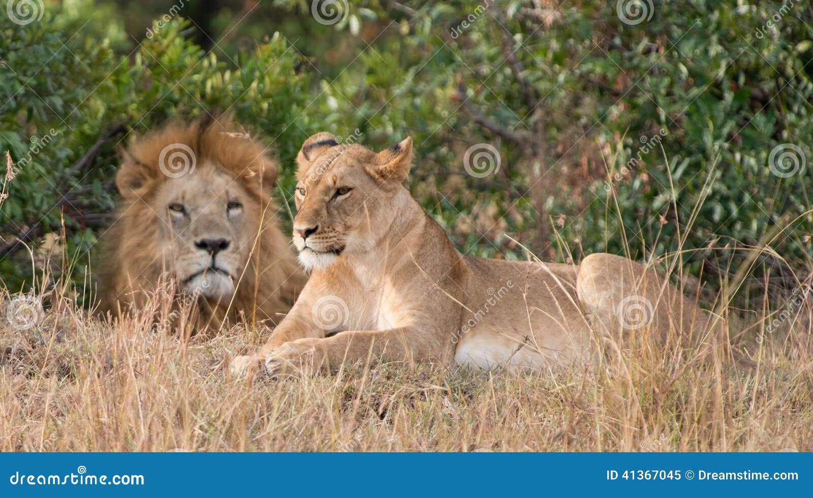Lion and Lioness stock image. Image of mara, masai, mane - 41367045