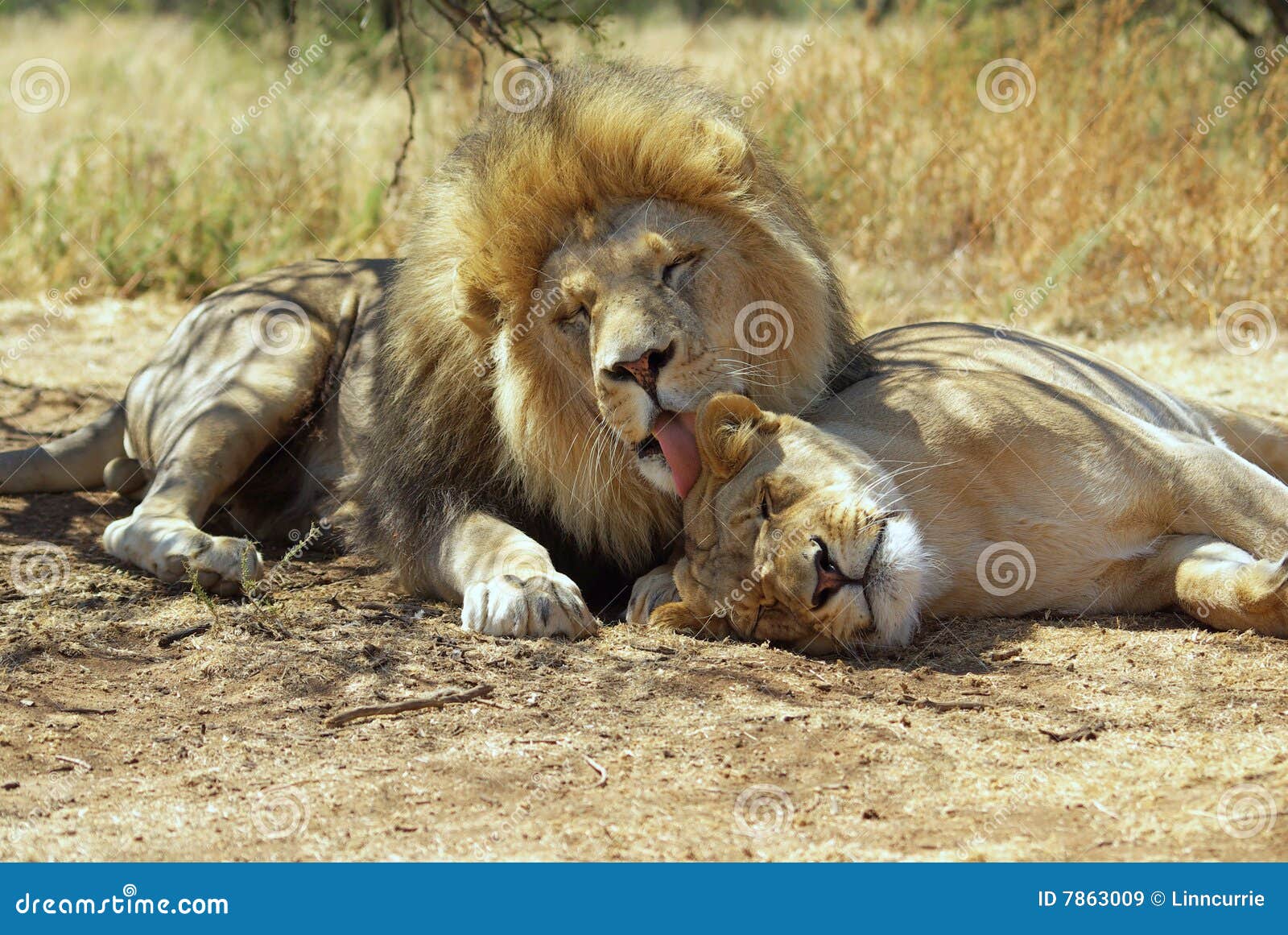 Lion and Lioness in Loving Moment Stock Image - Image of african ...