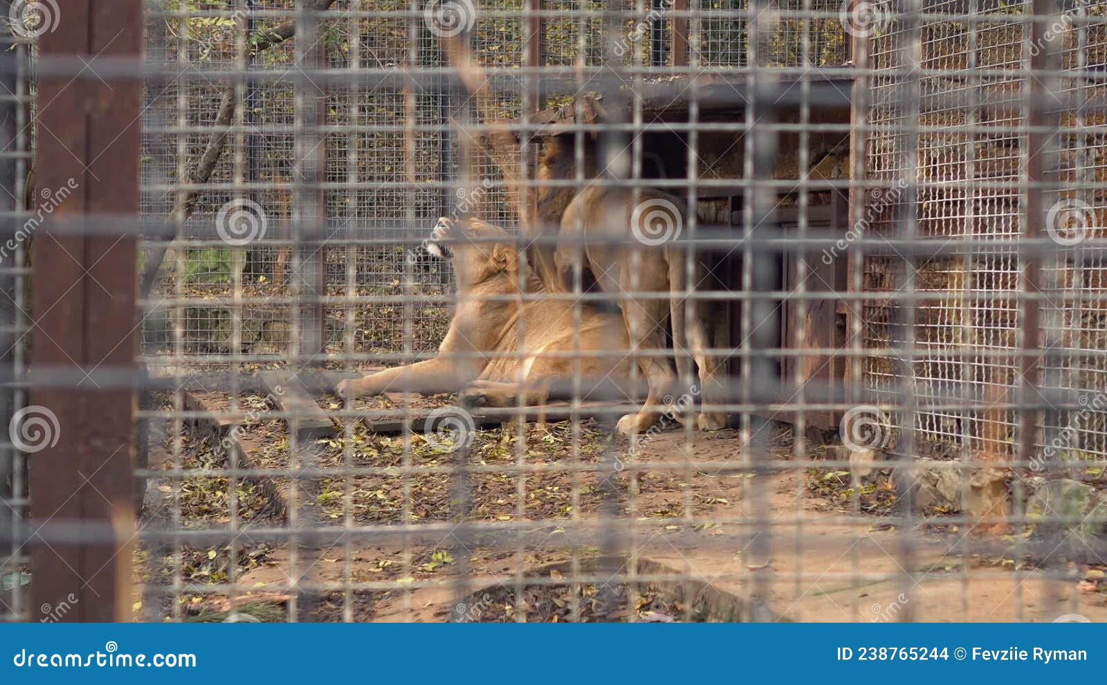 Lion and Lioness Mate in a Zoo in Captivity Stock Footage - Video of ...