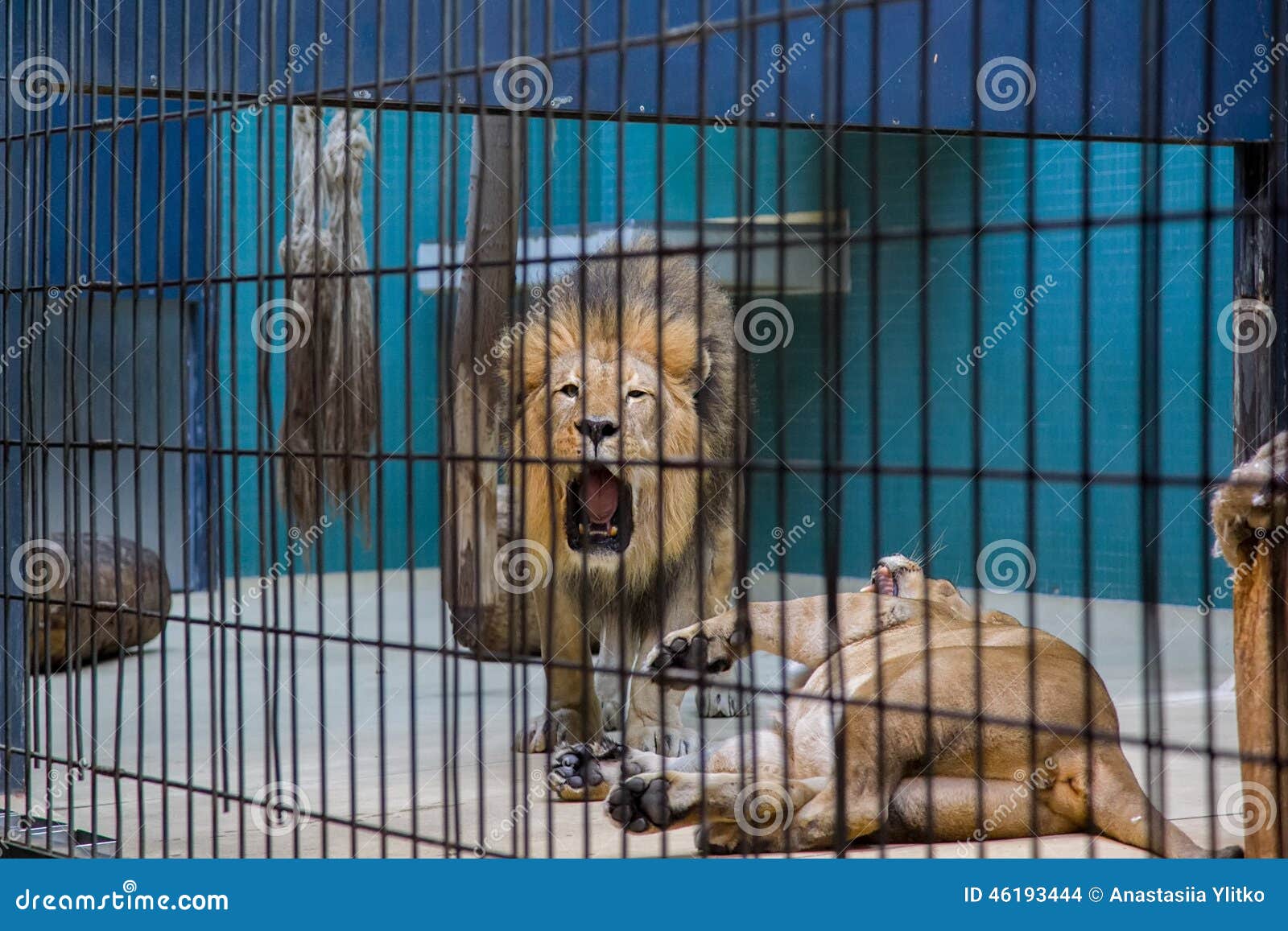 Lion and lioness stock photo. Image of caged, feline - 46193444