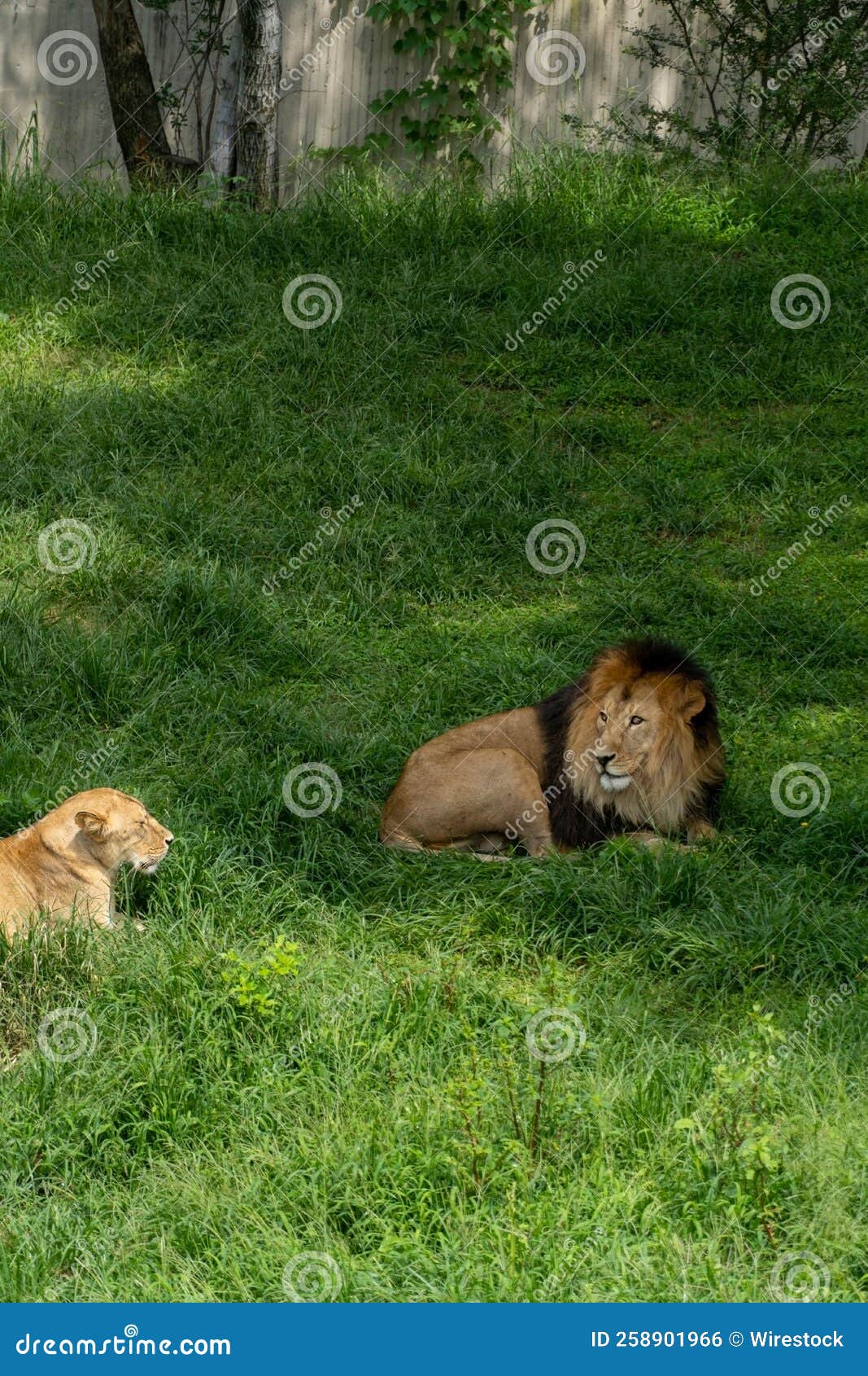 Lion and Lioness Sitting Resting on the Grass in a Zoo Stock Photo ...