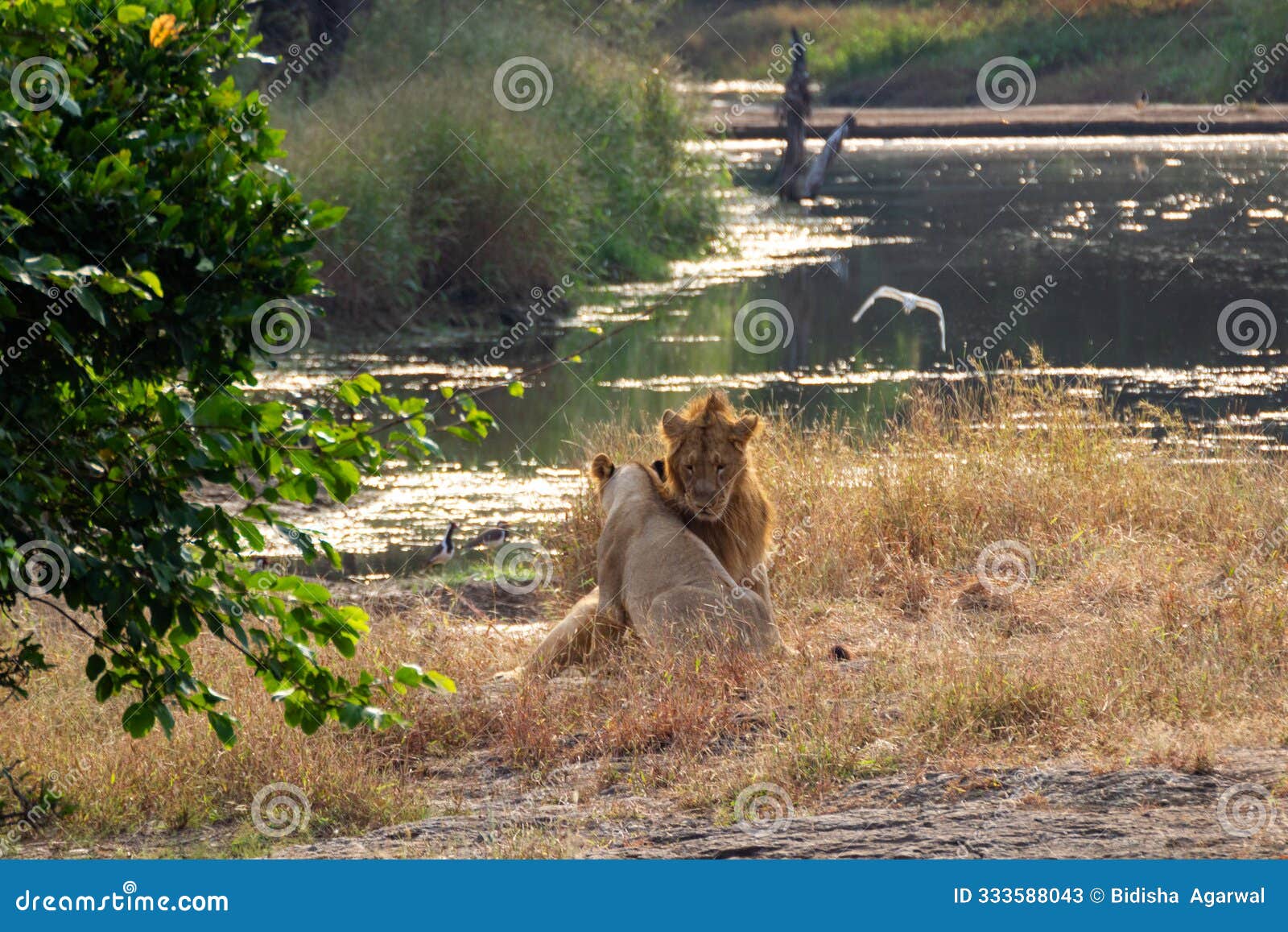 A Lion and Lioness Spotted Mating in a Jungle Stock Image - Image of ...