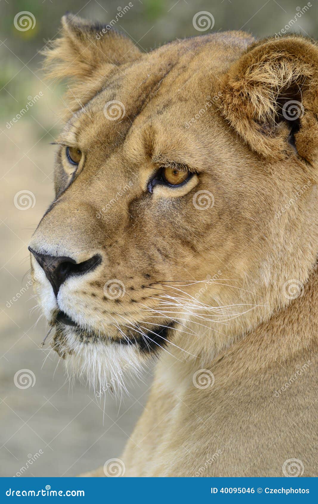 Lion look stock photo. Image of background, original - 40095046