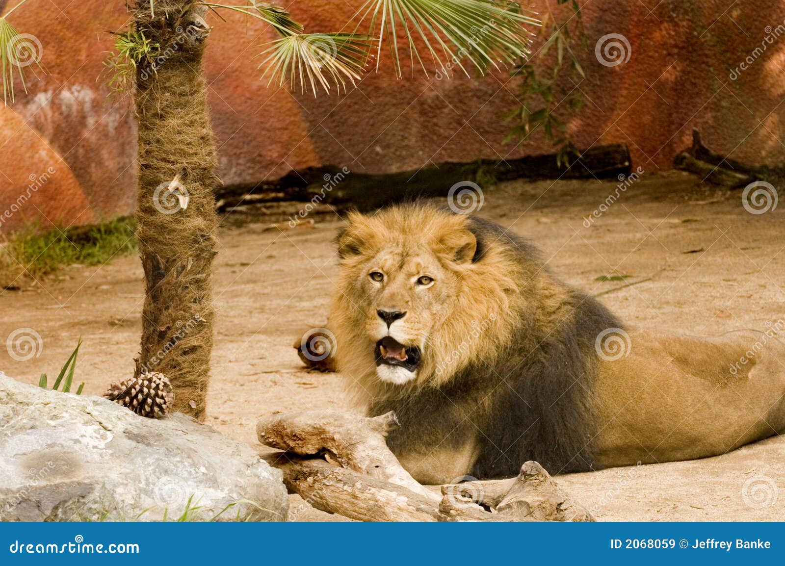 Lion looking stock image. Image of jungle, animal, felidae - 2068059