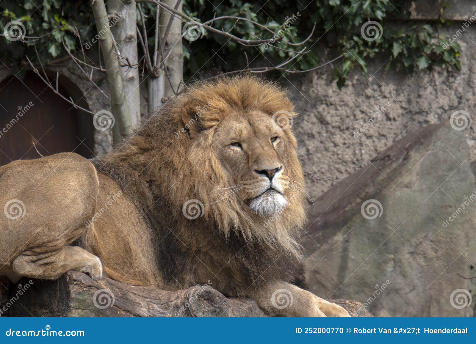 Lion Looking at Amsterdam the Netherlands 28-3-2022 Stock Photo - Image ...