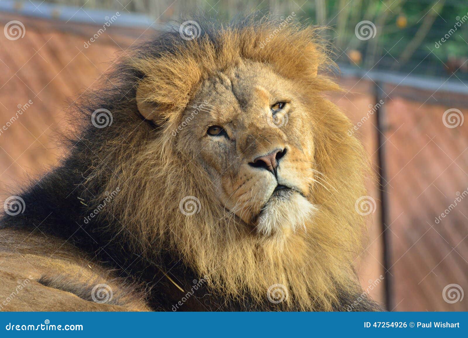 Lion Looking Back at Amber Boniwell blog