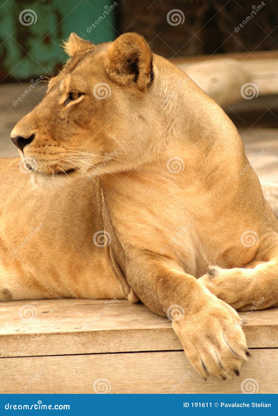 Lion looking behind stock image. Image of exemplar, leader - 191611