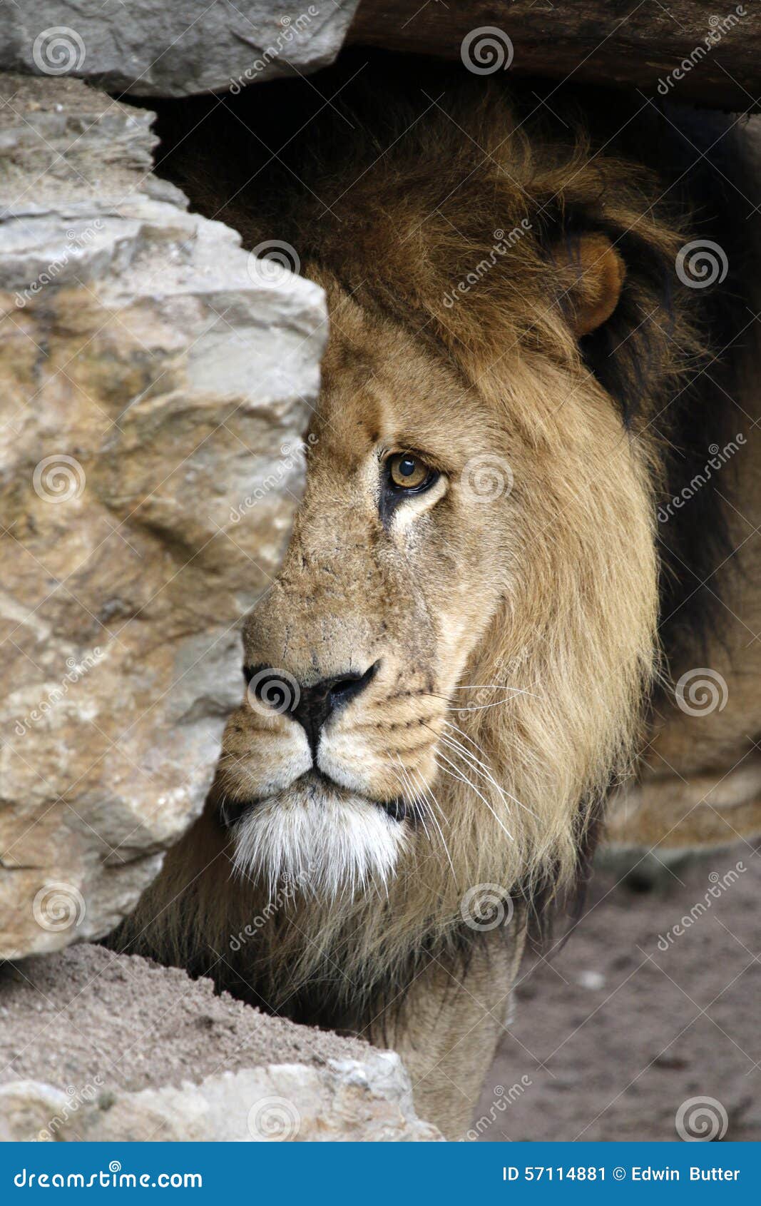 Lion Looking from Behind a Rock Stock Image - Image of black, head ...