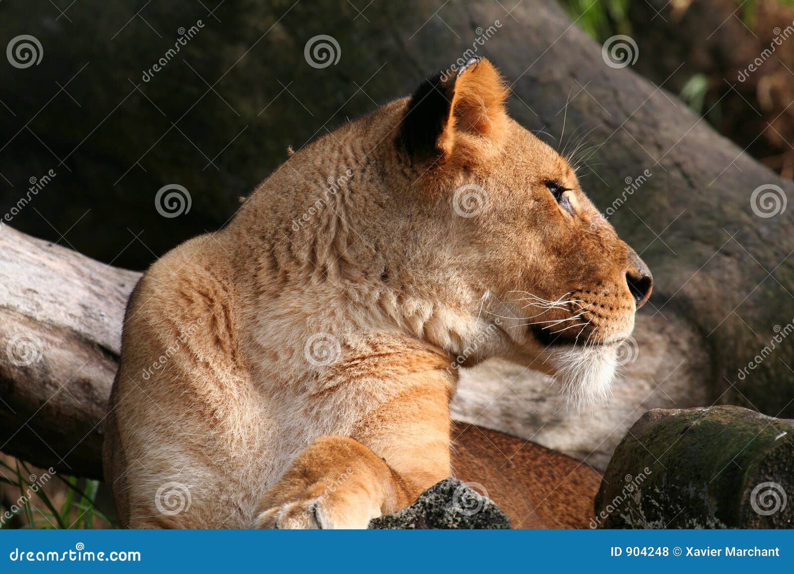 Lion Looking Right Picture. Image: 904248