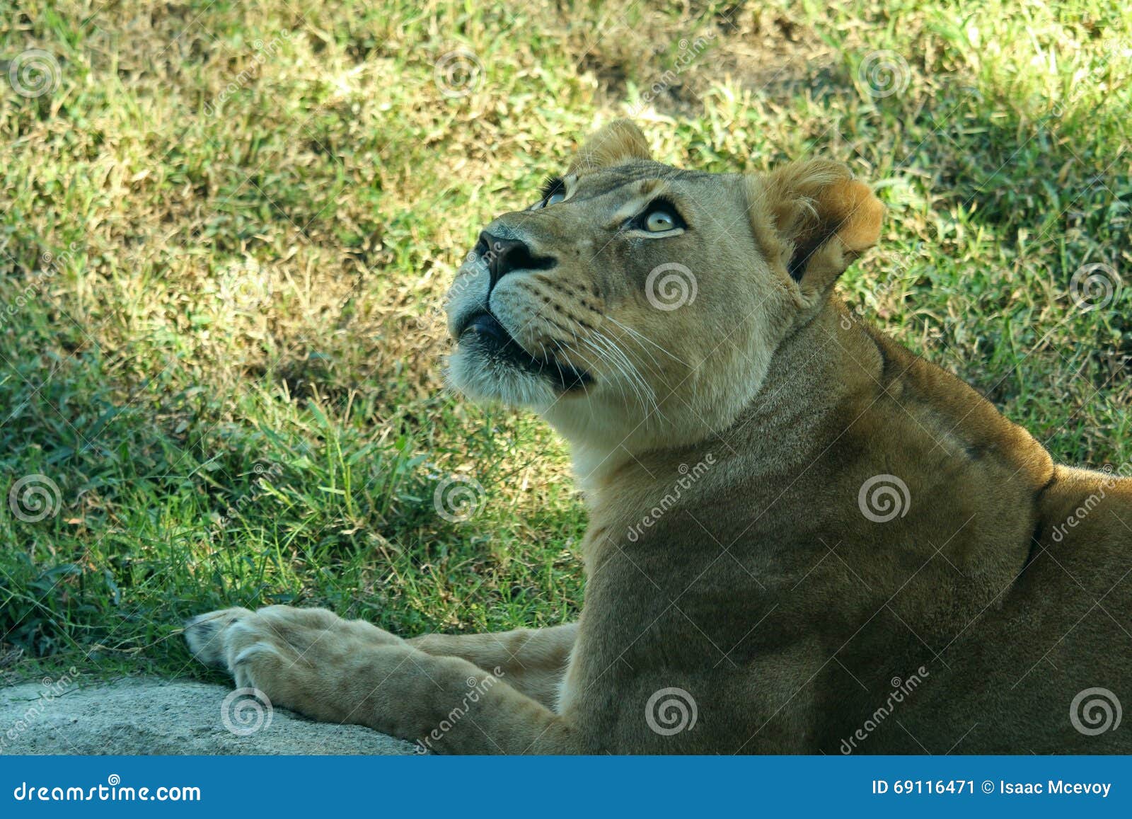 Lion looking up stock image. Image of intently, shade - 69116471