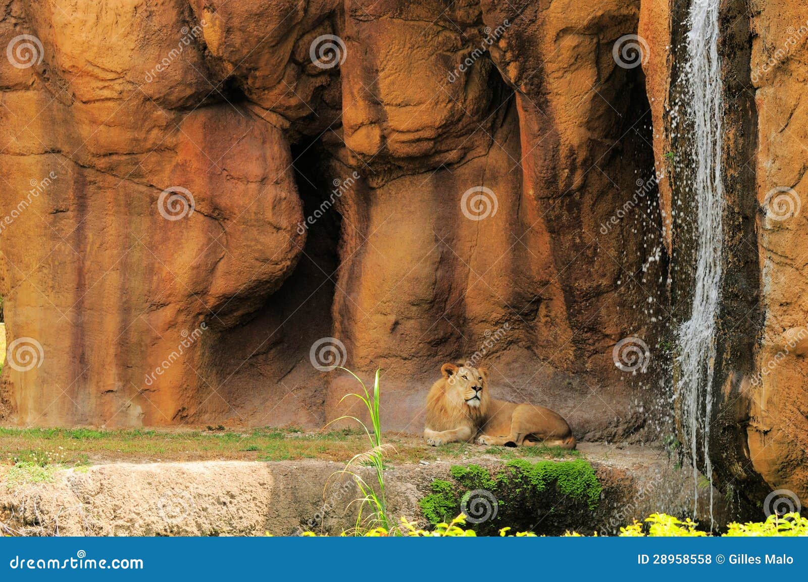 Lion looking at waterfall stock photo. Image of jungle - 28958558