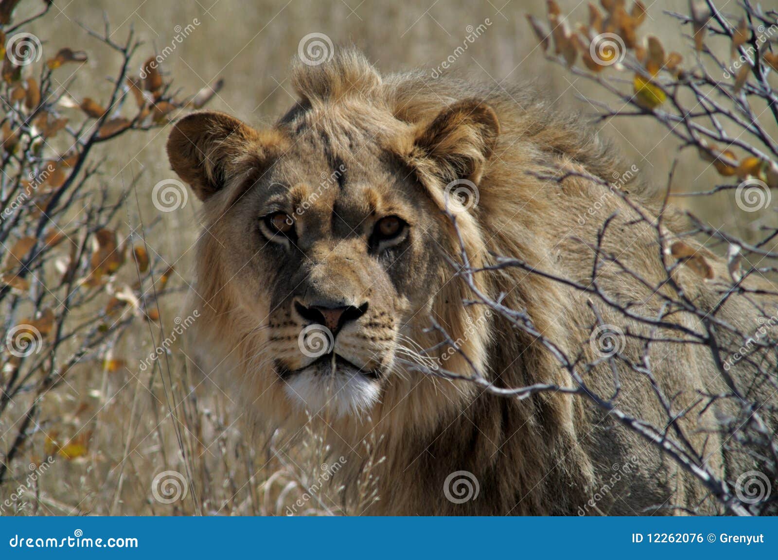Lion looking at you stock photo. Image of zoolgogy, expedition - 12262076