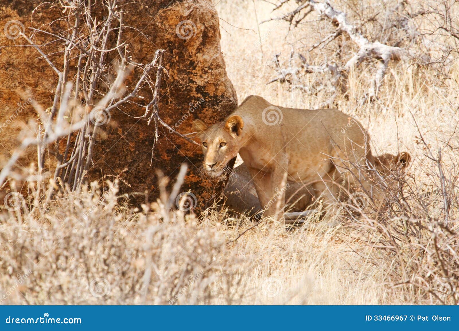 Lion on the lookout stock image. Image of wildlife, tanzania - 33466967