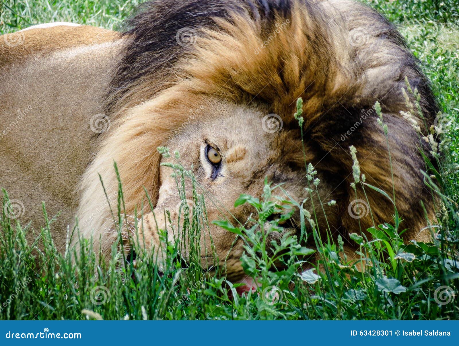 Lion Looks | image stock. Image du carnivores, africain - 63428301