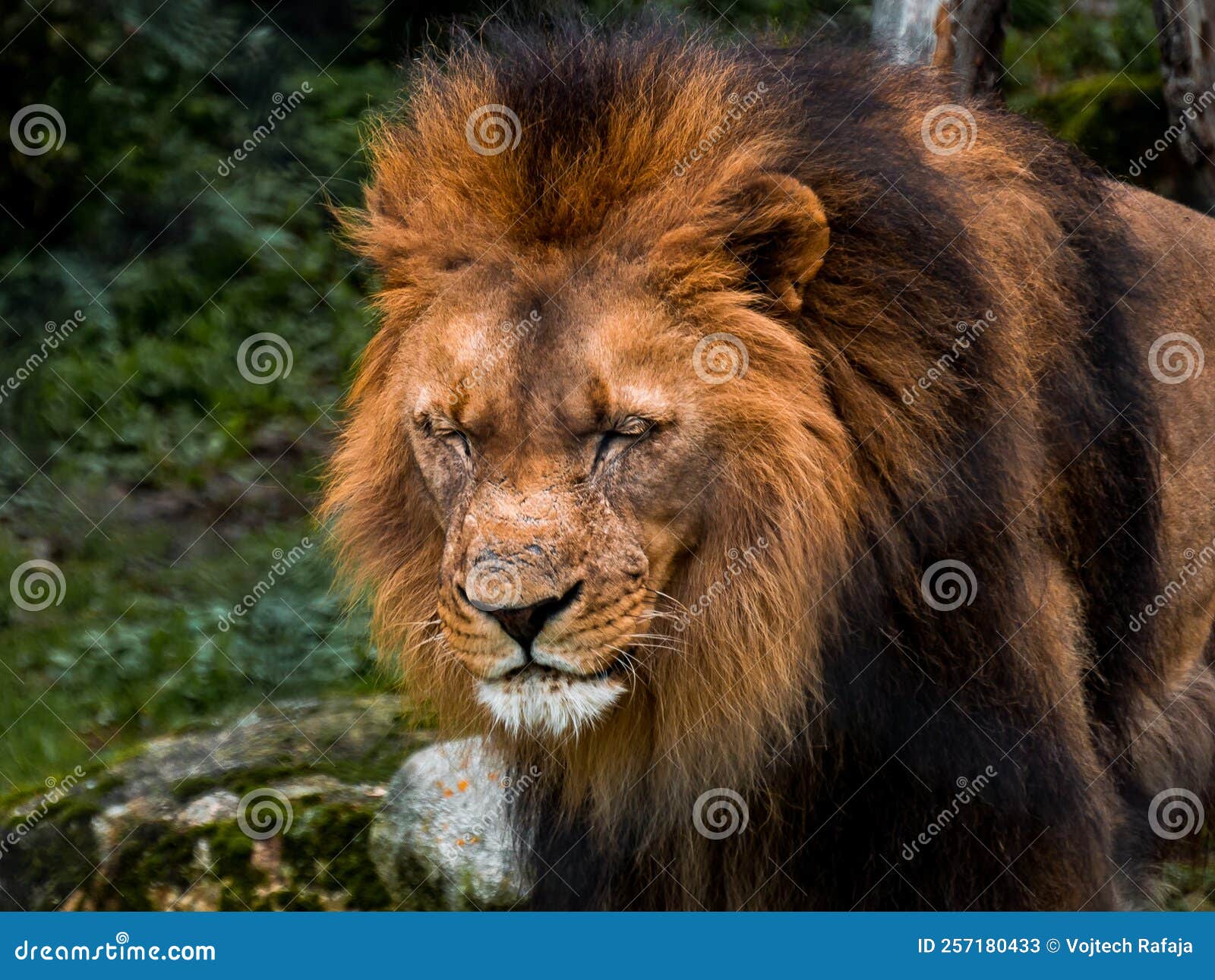 A Lion Looks Around while Standing in a Zoo Stock Image - Image of ...