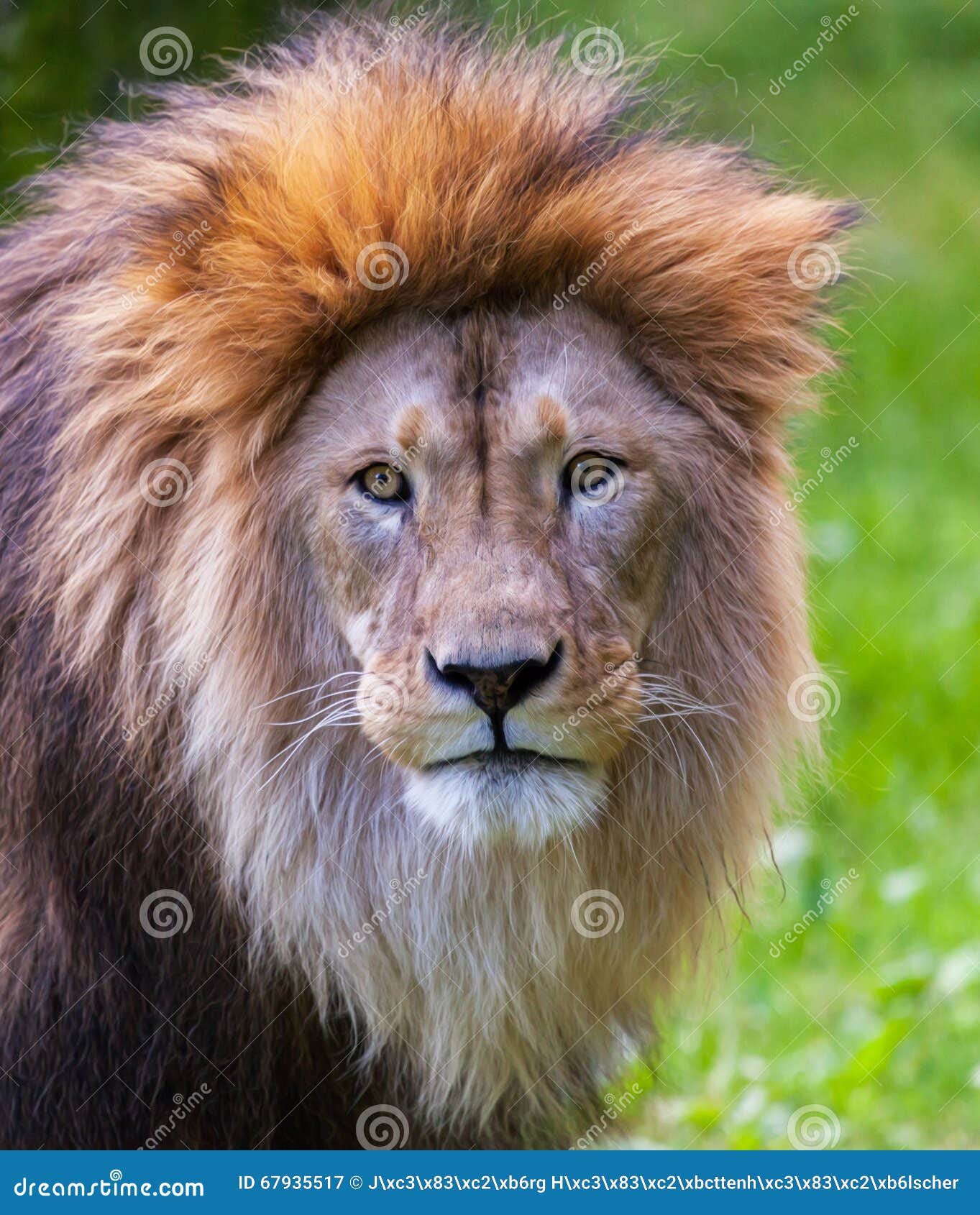 Lion looks into the camera stock image. Image of lioness - 67935517