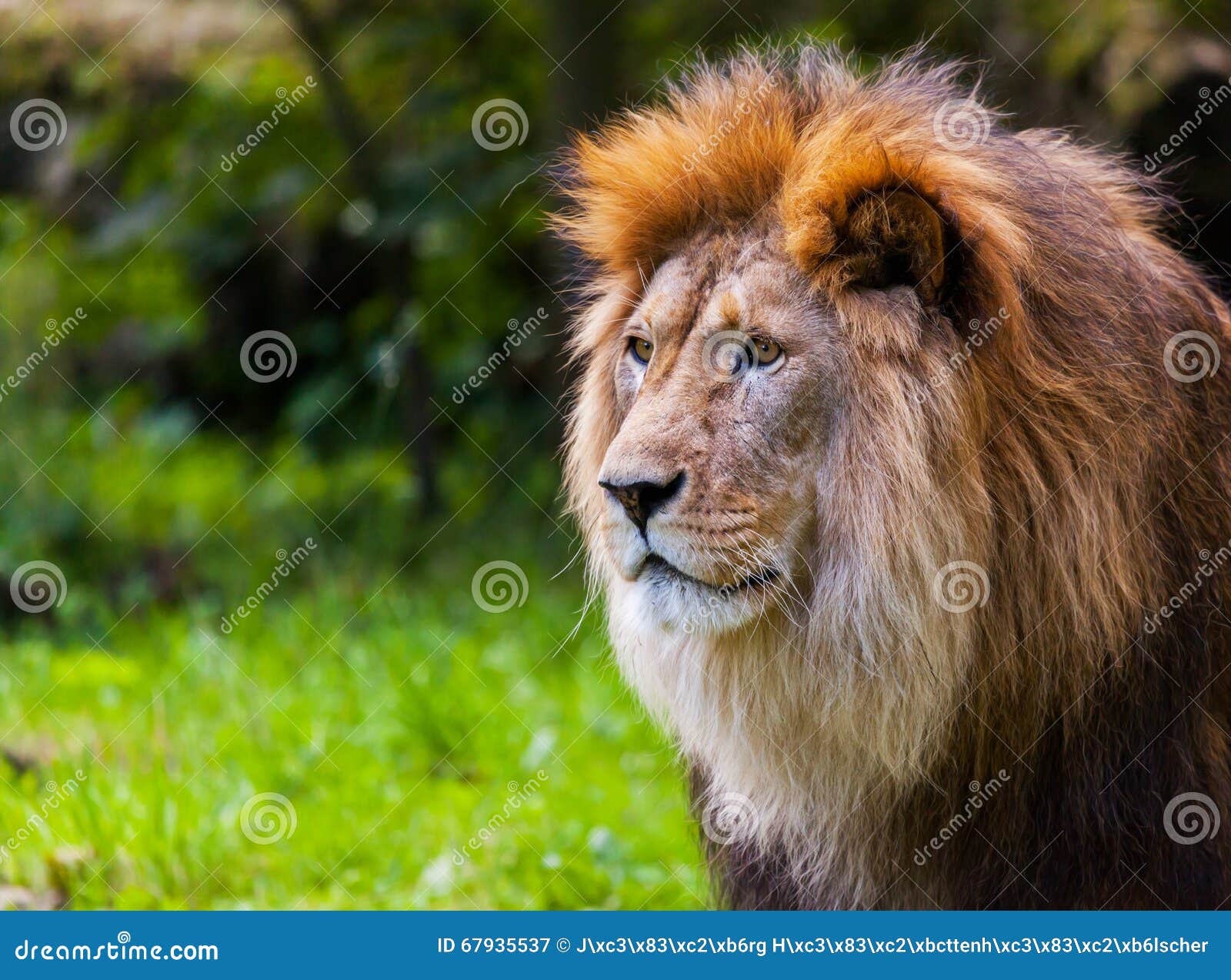 Lion looks to the left stock image. Image of left, leader - 67935537