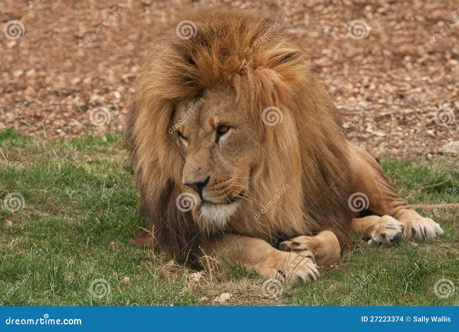 Lion lounging stock photo. Image of pebbles, grass, paws - 27223374