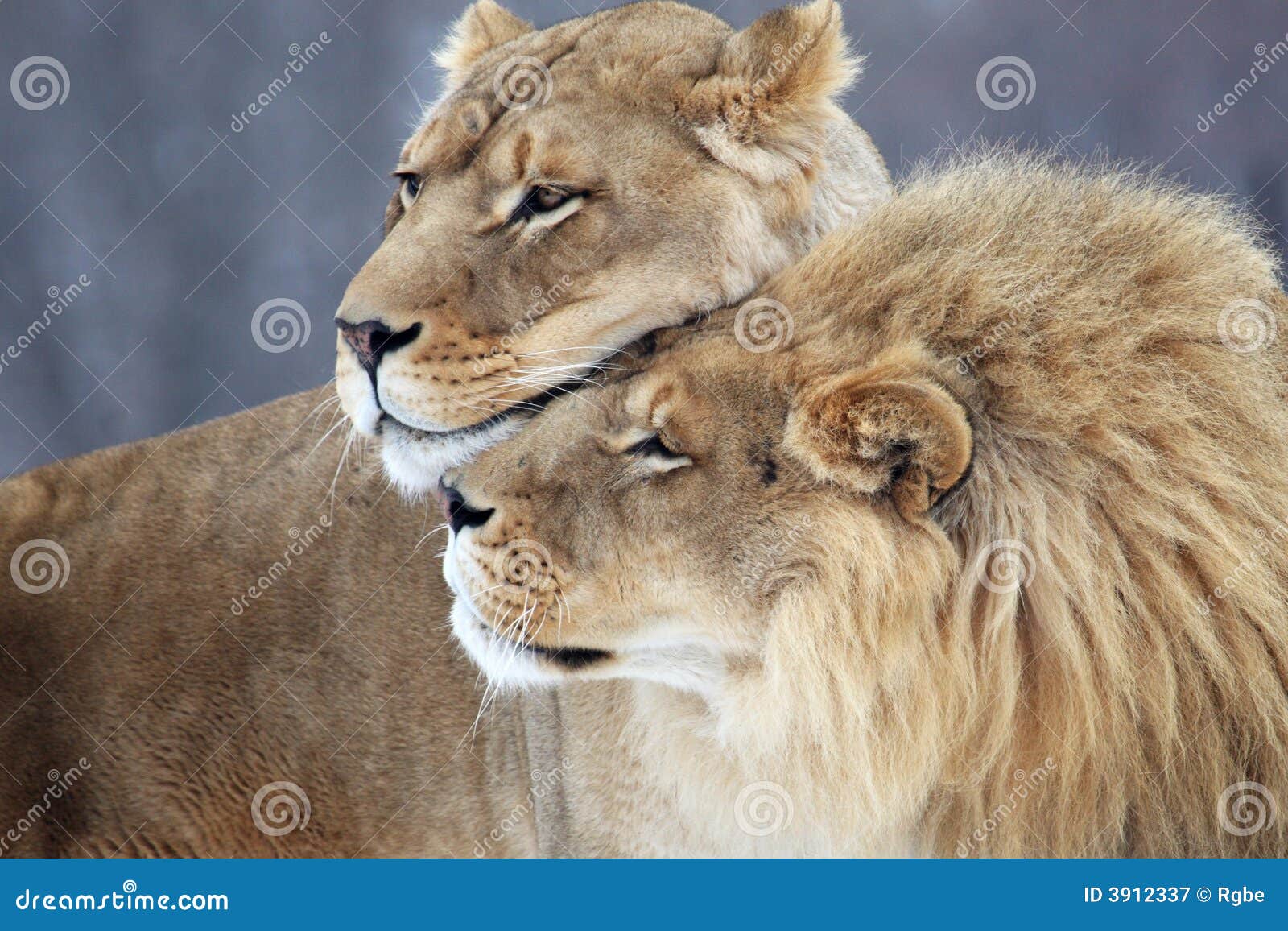 Lion lover stock image. Image of lion, couple, cute, afric - 3912337