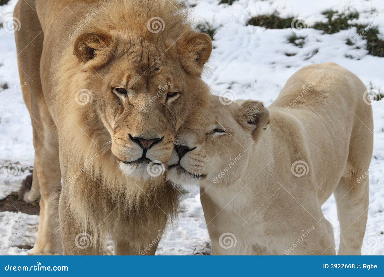 Lion lover stock photo. Image of animals, couple, lover - 3922668