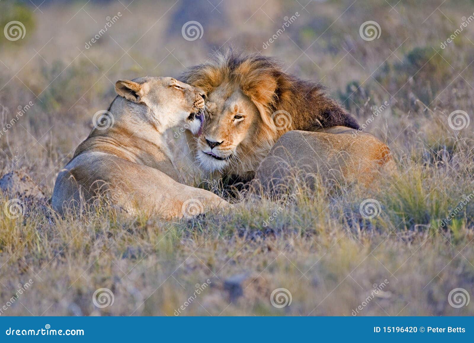 Lion Lovers stock photo. Image of big5, cape, africa - 15196420