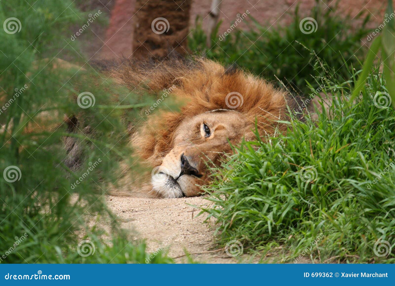 Lion lying stock photo. Image of soil, grass, sleeping - 699362