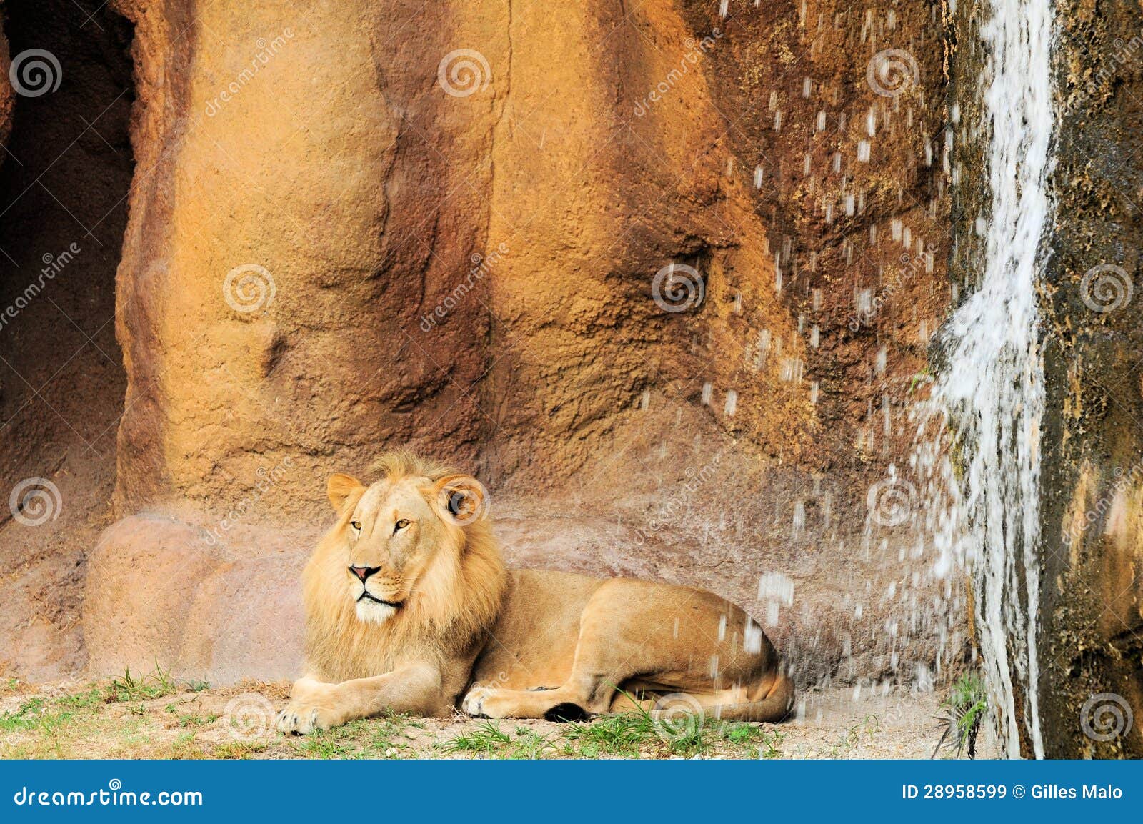 Lion Lying Down Next To Waterfall Stock Image - Image of eater, falls ...