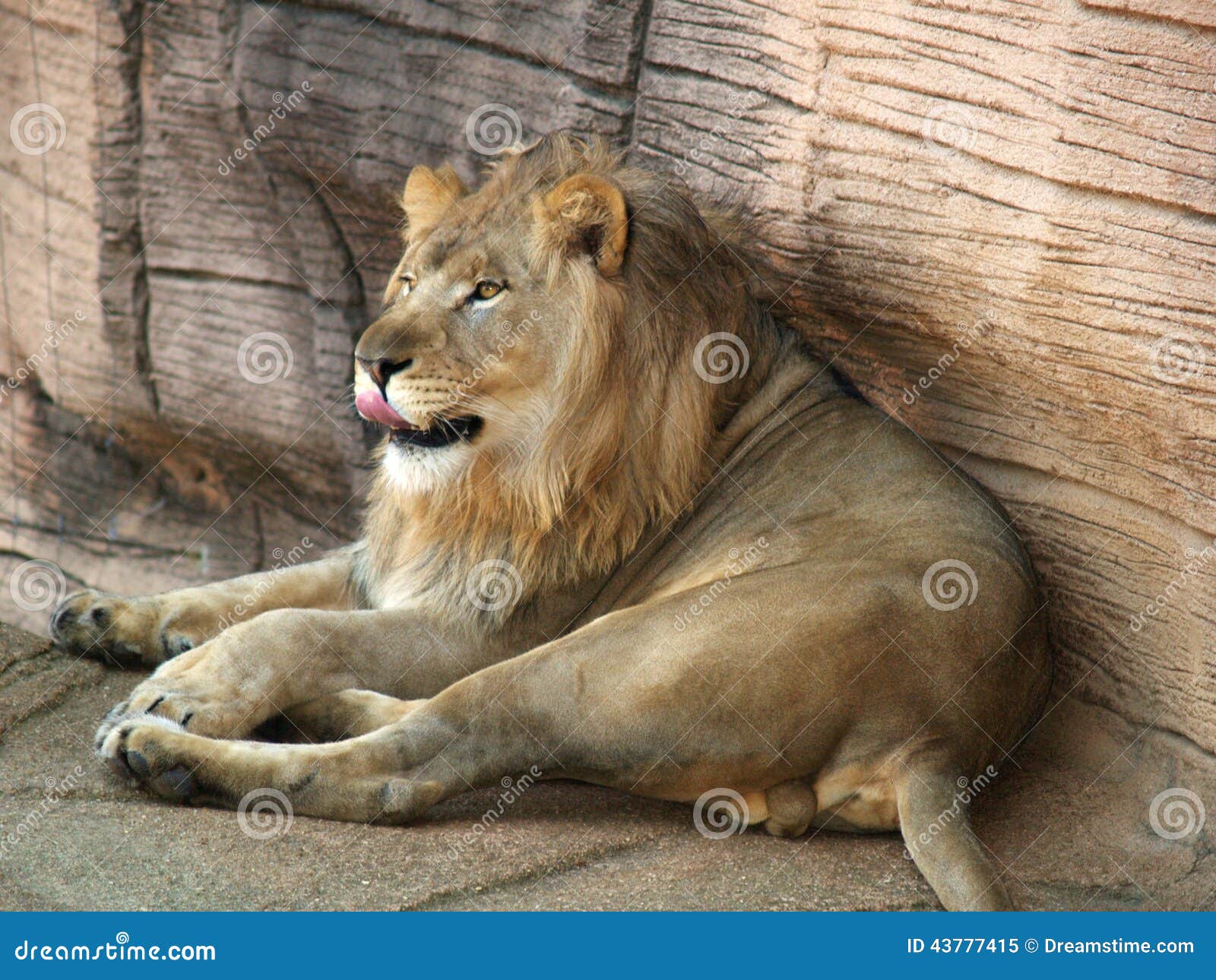 Lion Lying Down stock image. Image of rock, wall, paws - 43777415