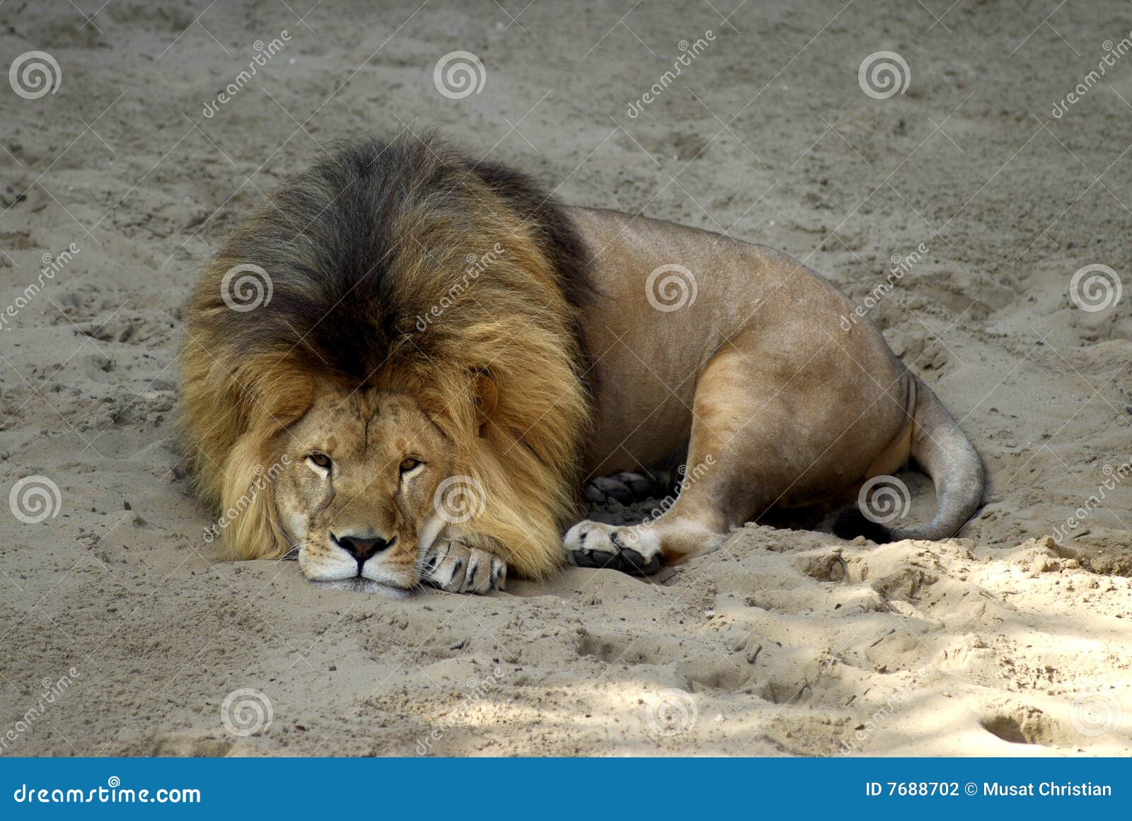Lion lying on the sand stock photo. Image of carnivorous - 7688702