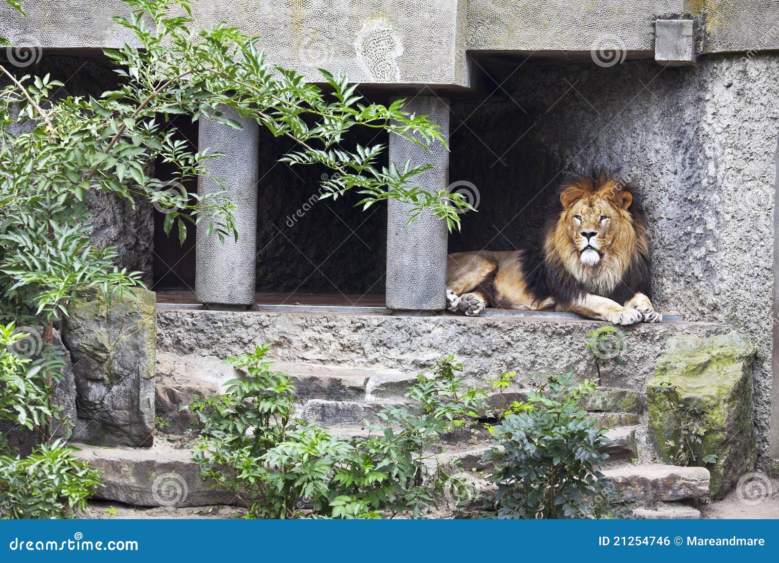 Lion lying in the shade stock photo. Image of outdoor - 21254746