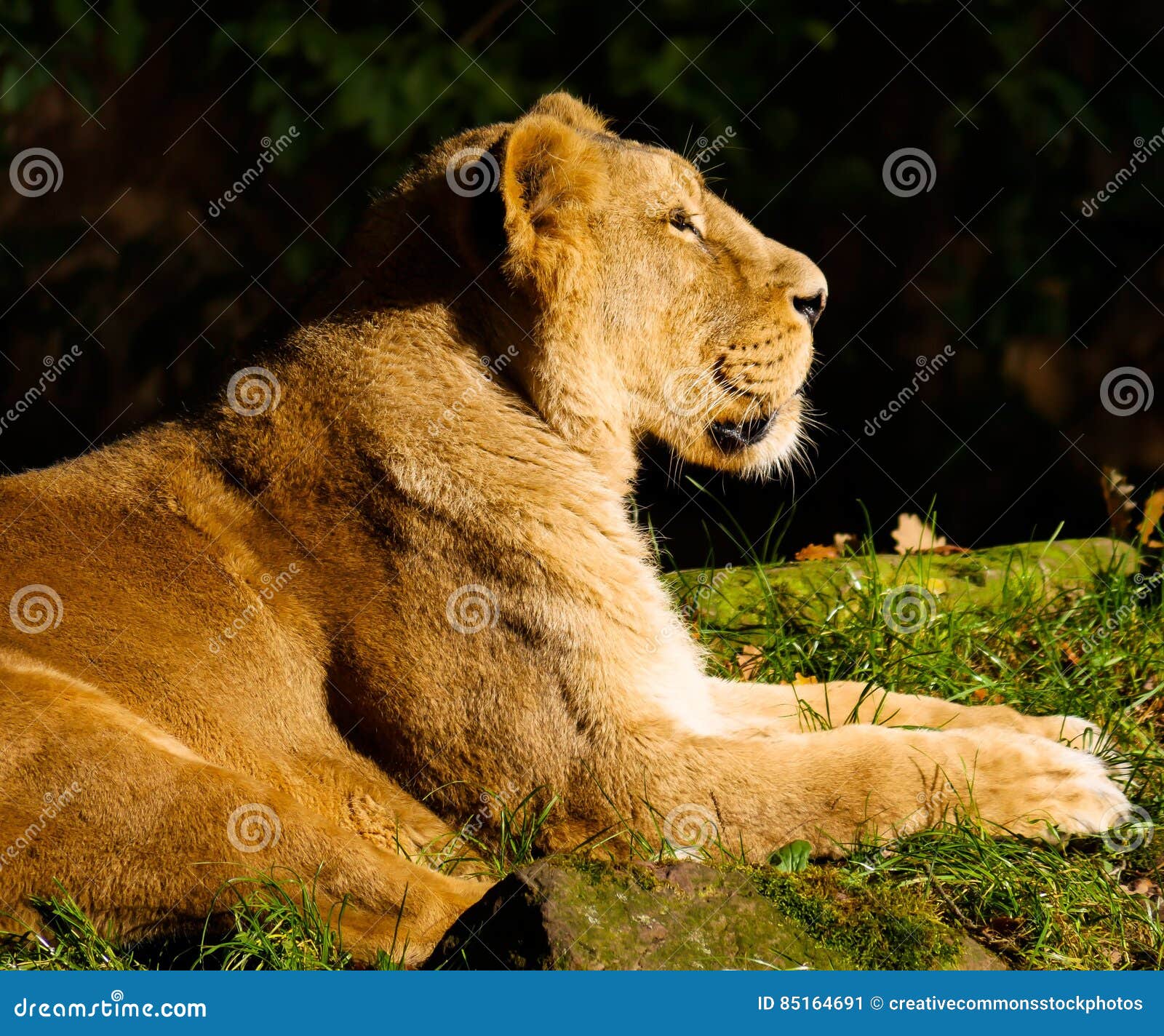 Lion Lying In Sun Picture. Image: 85164691