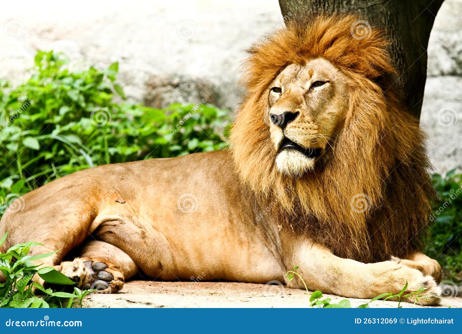 Lion lying in zoo stock image. Image of endangered, africa - 26312069