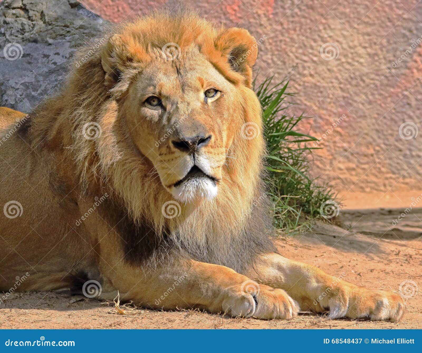 Lion stock image. Image of habitat, look, countryside - 68548437