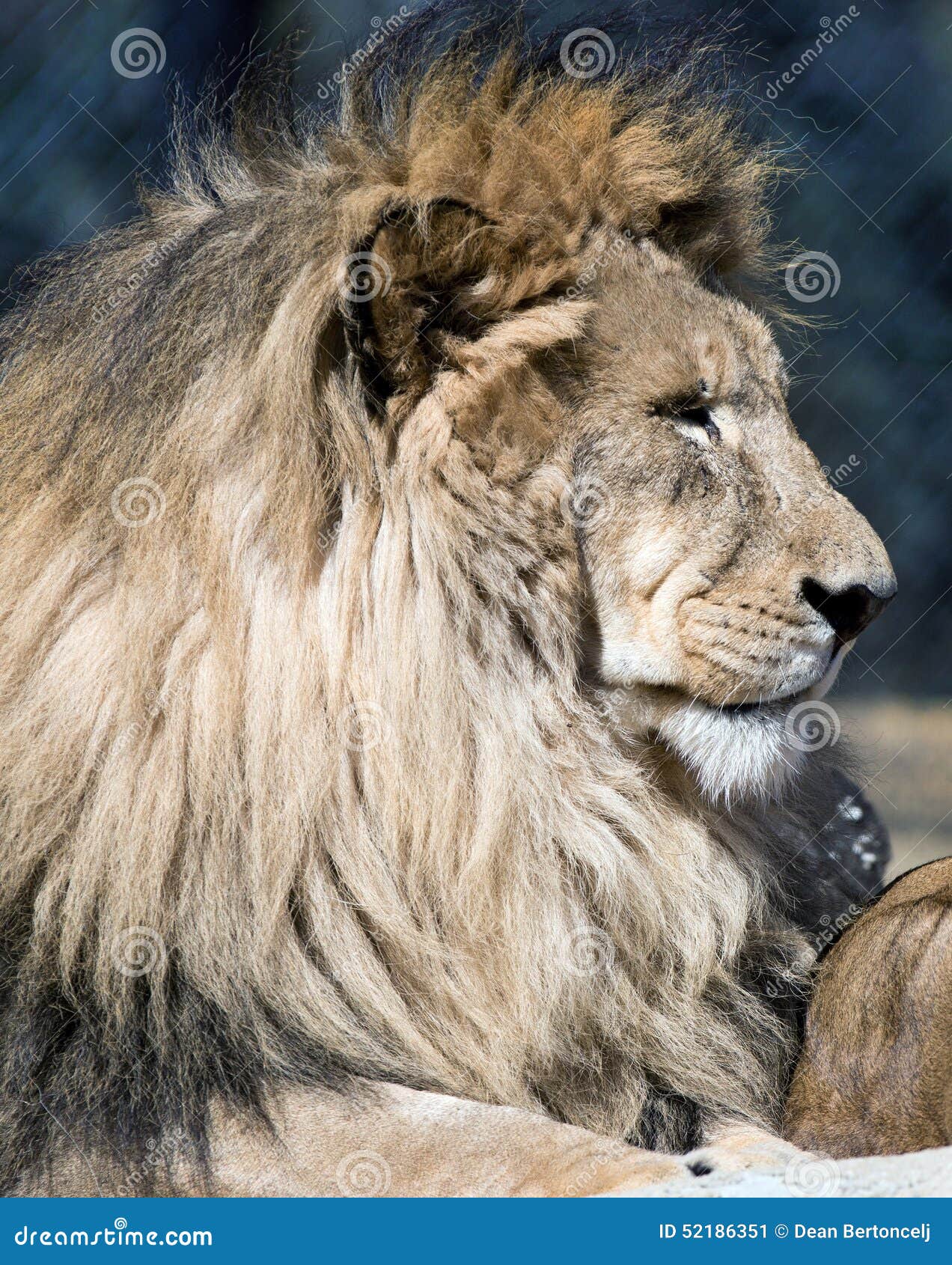 Lion stock image. Image of wildlife, african, king, close - 52186351
