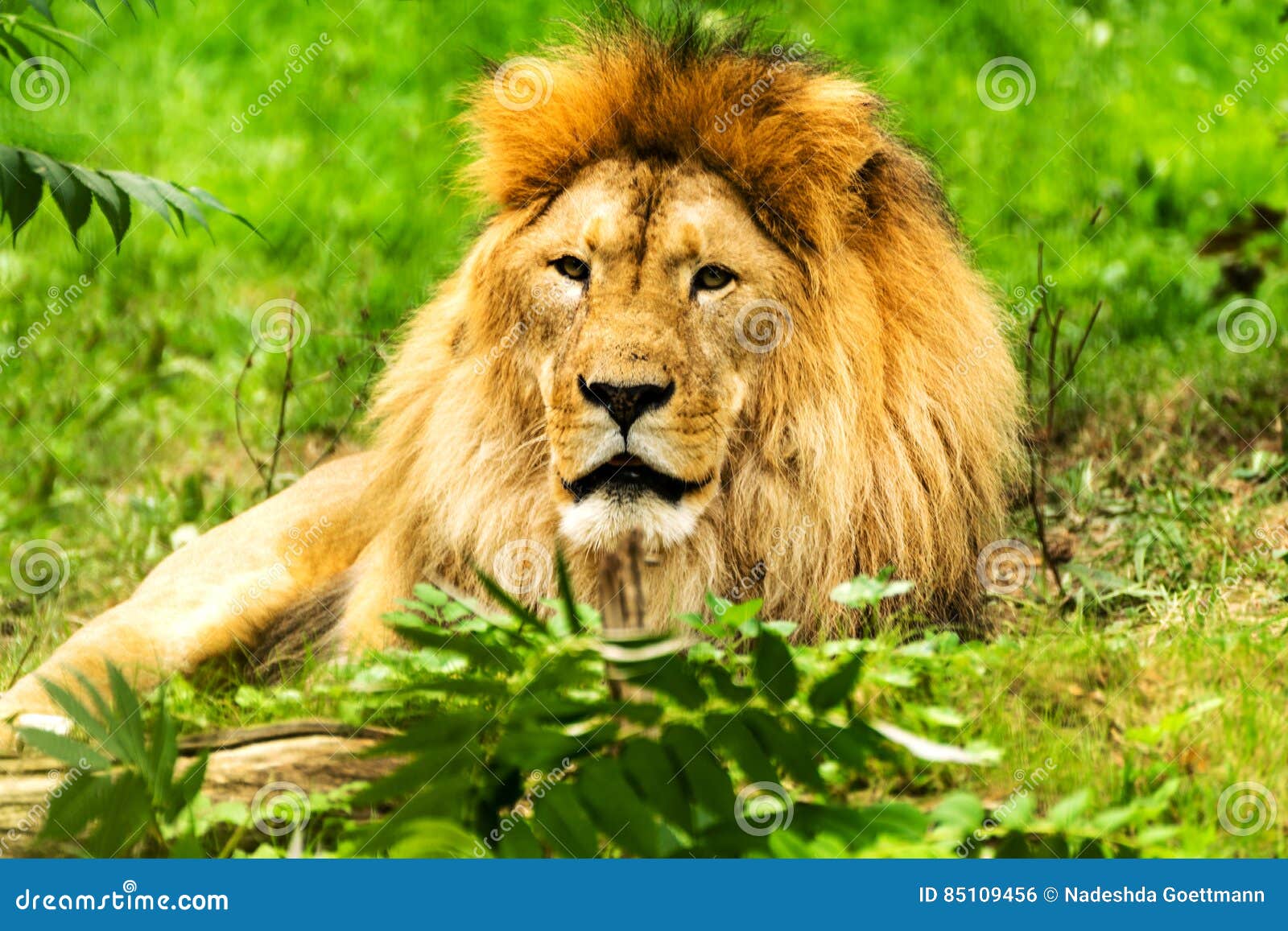 Lion Male Panthera Leo foto de archivo. Imagen de endangered - 85109456