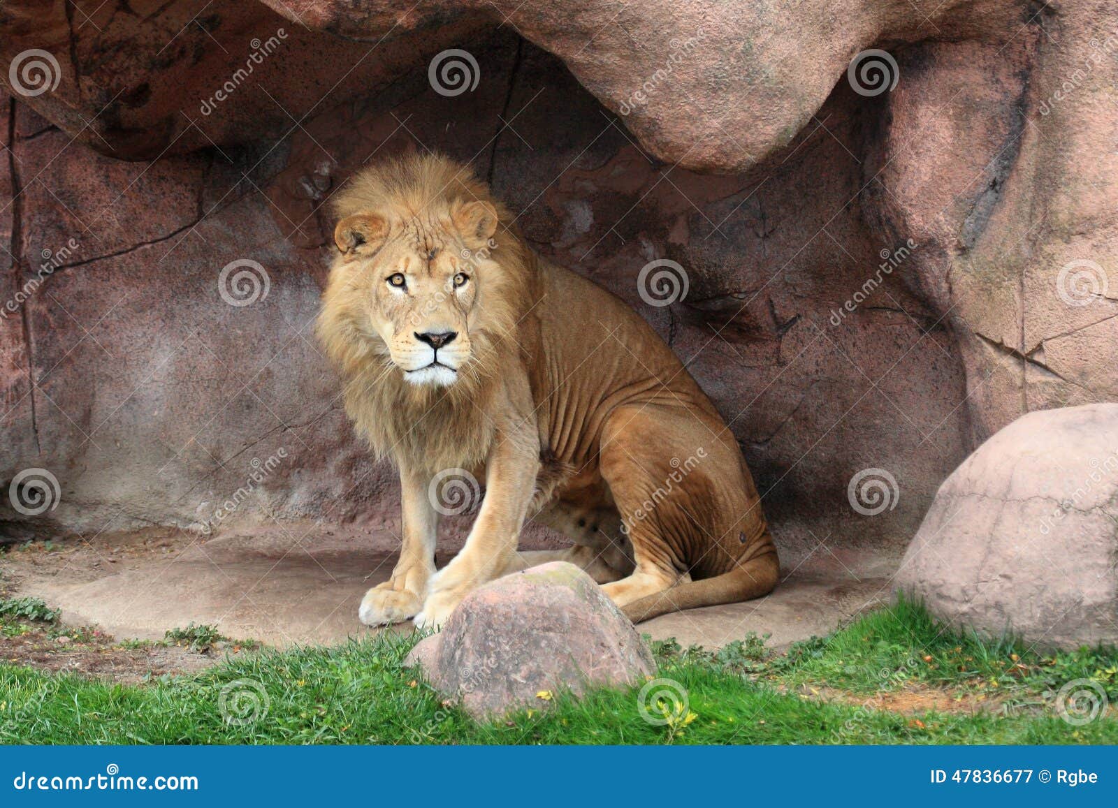 Lion stock image. Image of rock, wildlife, animal, hunter - 47836677