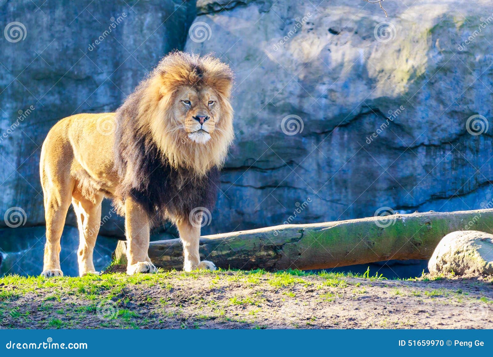 Lion stock photo. Image of lion, horizontal, panthera - 51659970