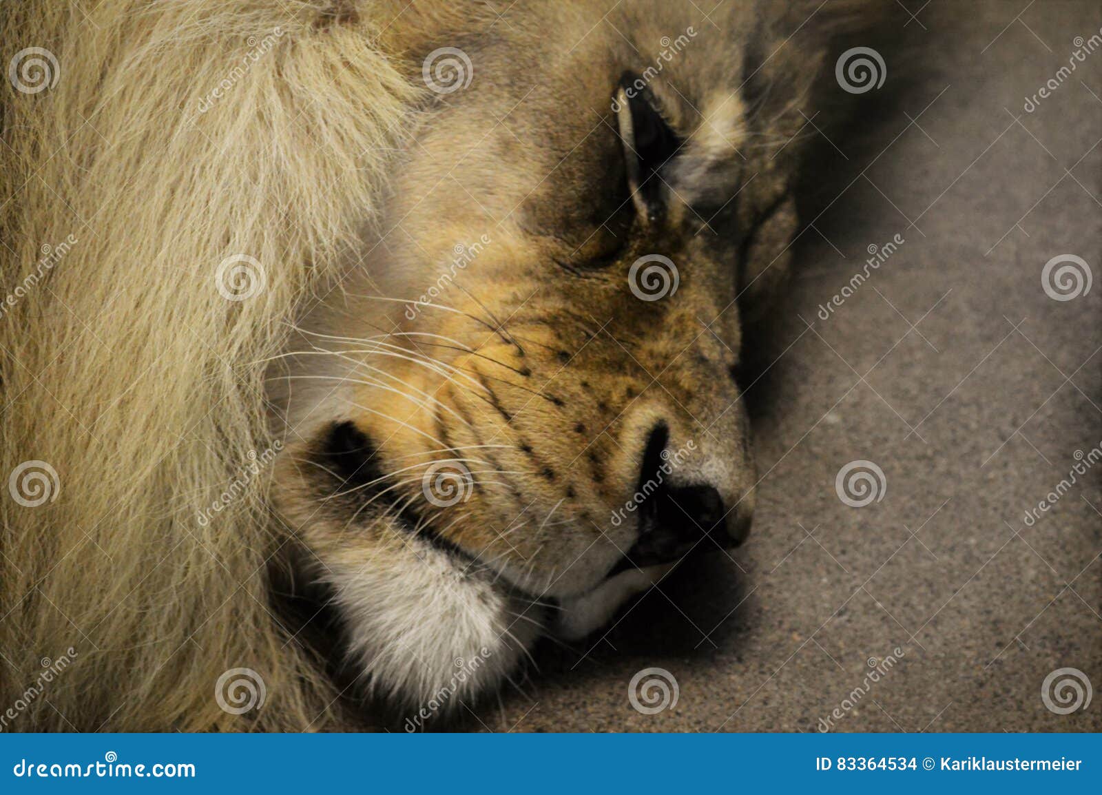 Lion stock photo. Image of fierce, adventure, perspective - 83364534