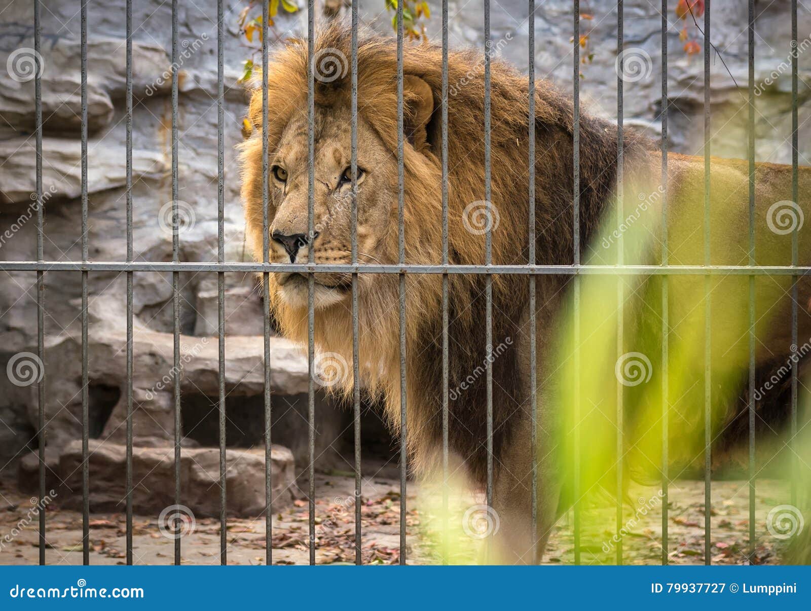Lion with a Mane in a Cage. Stock Image - Image of outdoors, family ...