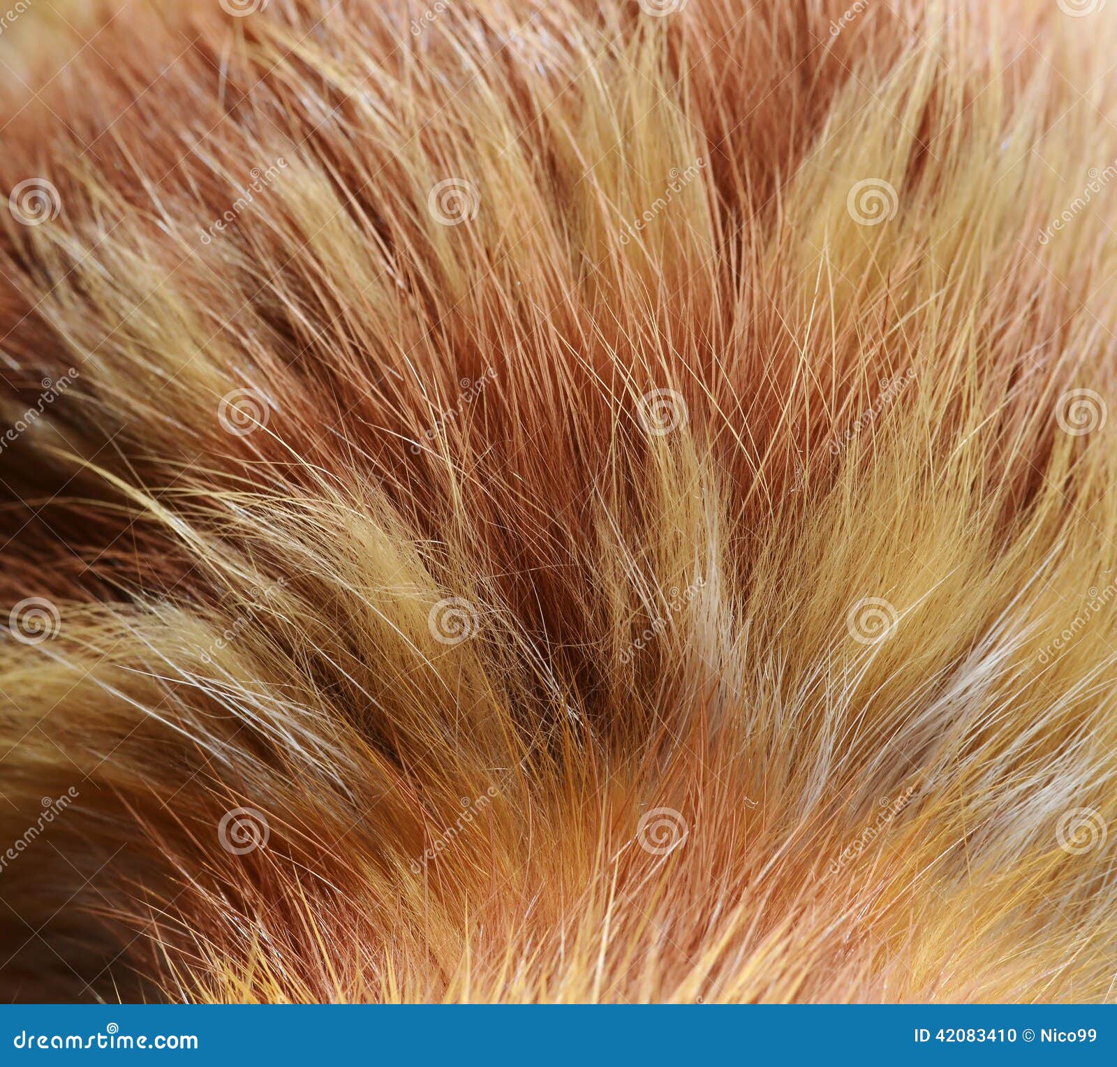 Lion mane stock photo. Image of predators, carnivorous - 42083410