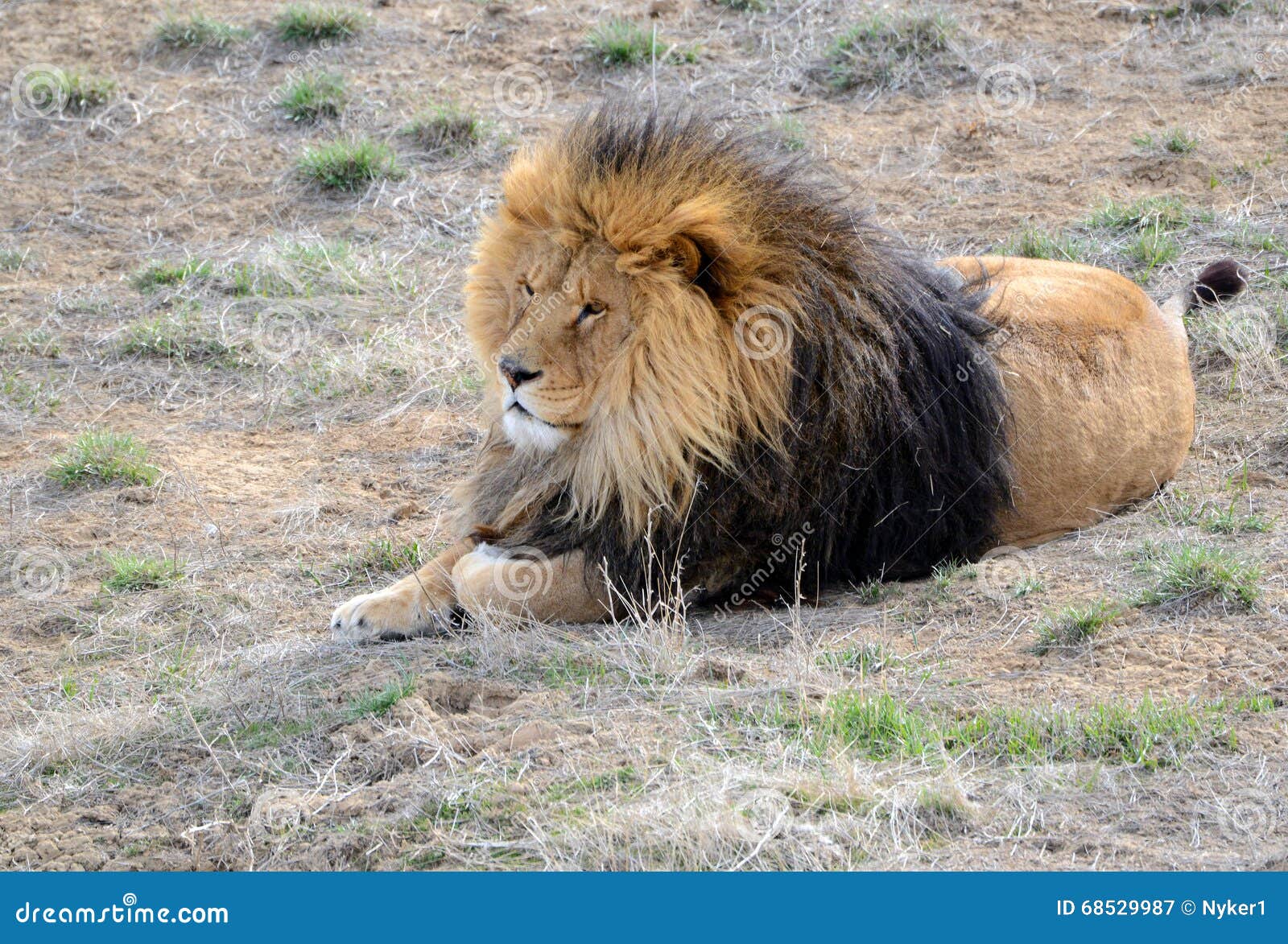 Lion with Mane, by Itself in Open Field Stock Image - Image of india ...