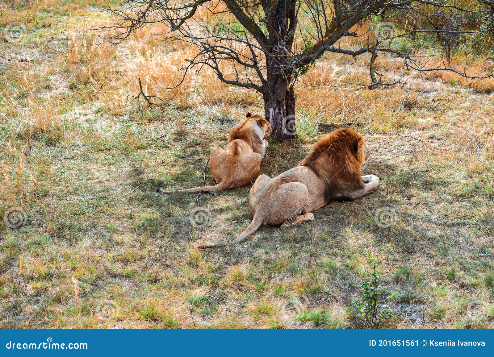 A Lion with a Mane and a Lioness Relax Together Stock Image - Image of ...