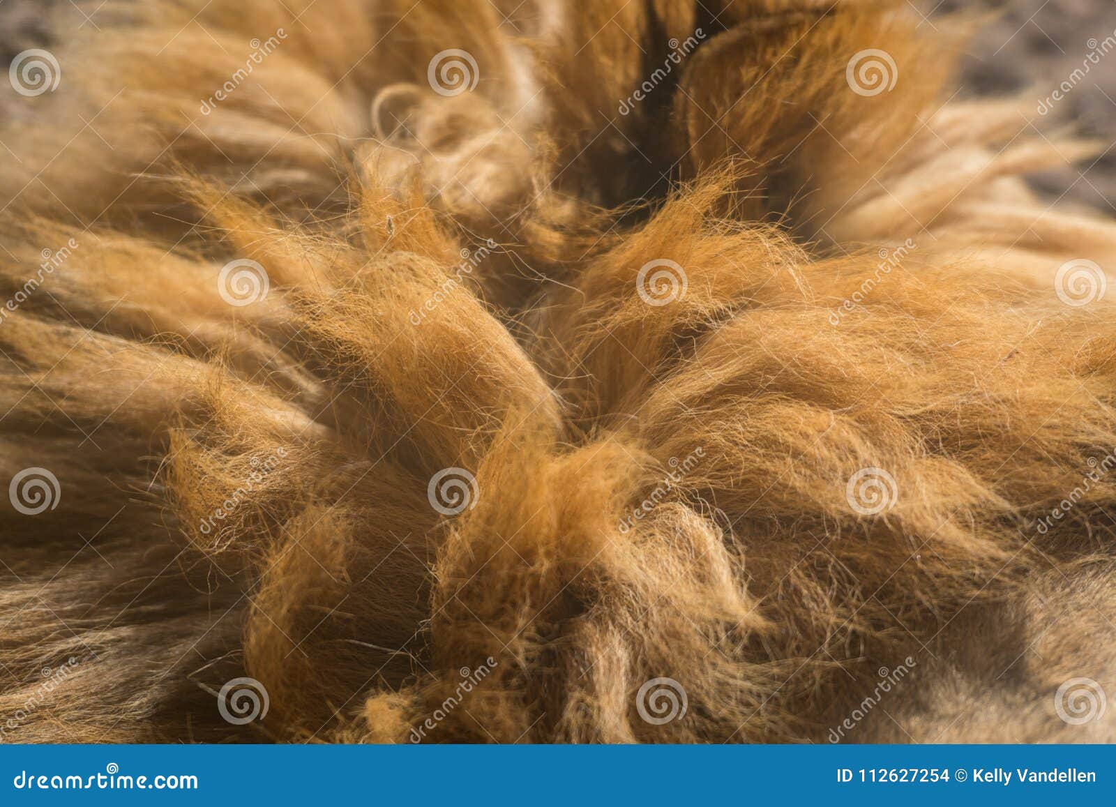 Lion Mane Texture stock photo. Image of hair, animal - 112627254