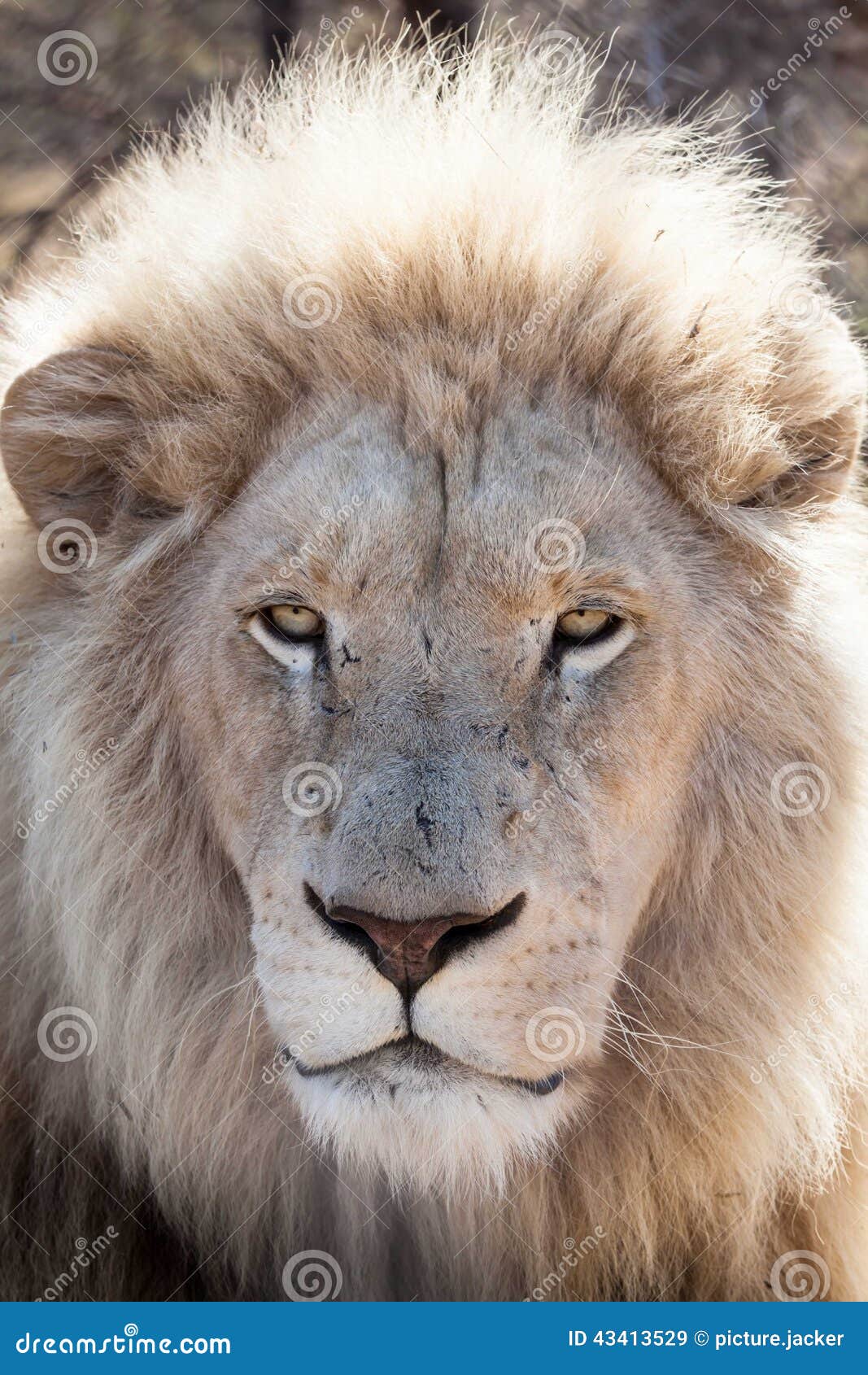 Lion masculin image stock. Image du adulte, fermer, amorce - 43413529