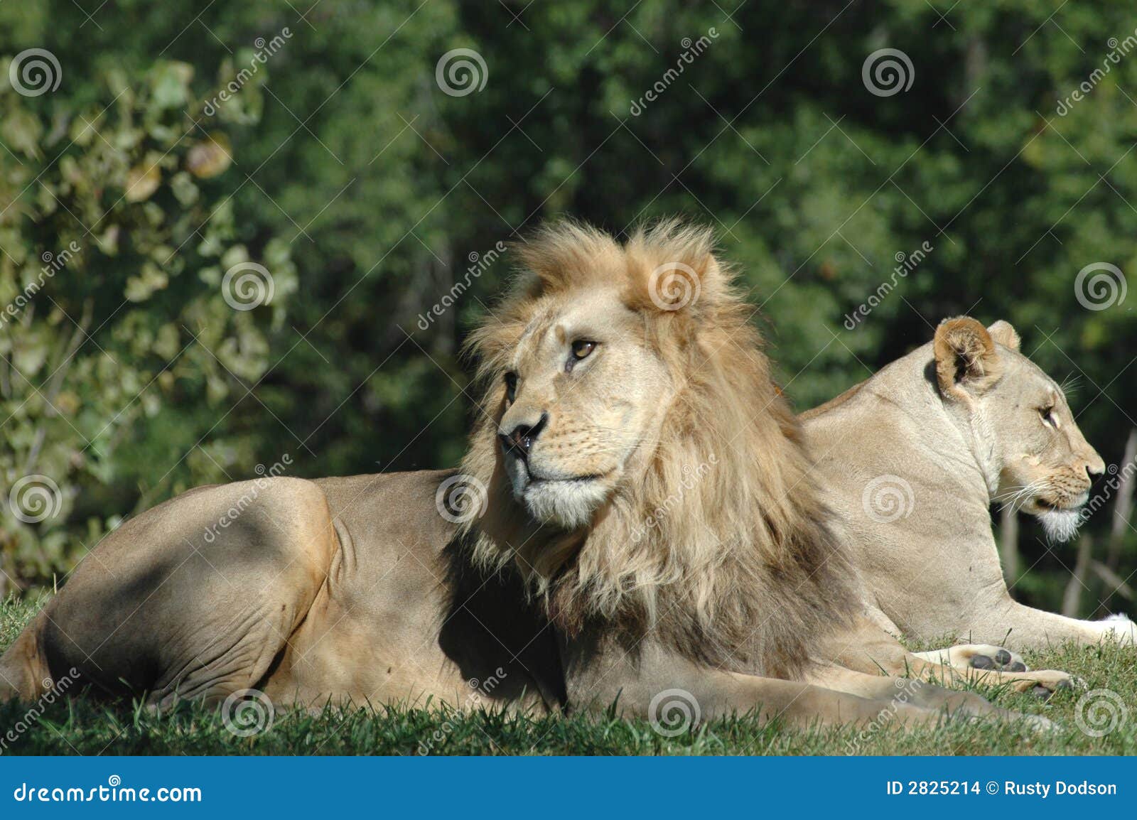 Lion Mates stock photo. Image of panthera, cats, love - 2825214 Lion Mates stock photo. Image of panthera, cats, love - 2825214